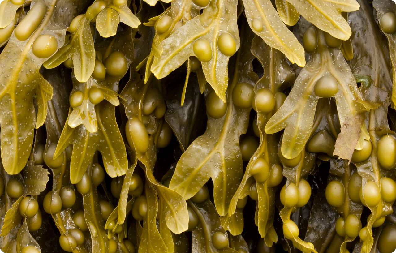 Buy Sea Moss & Bladderwrack Supplement , 250 Capsules, Mg. | Herbamama