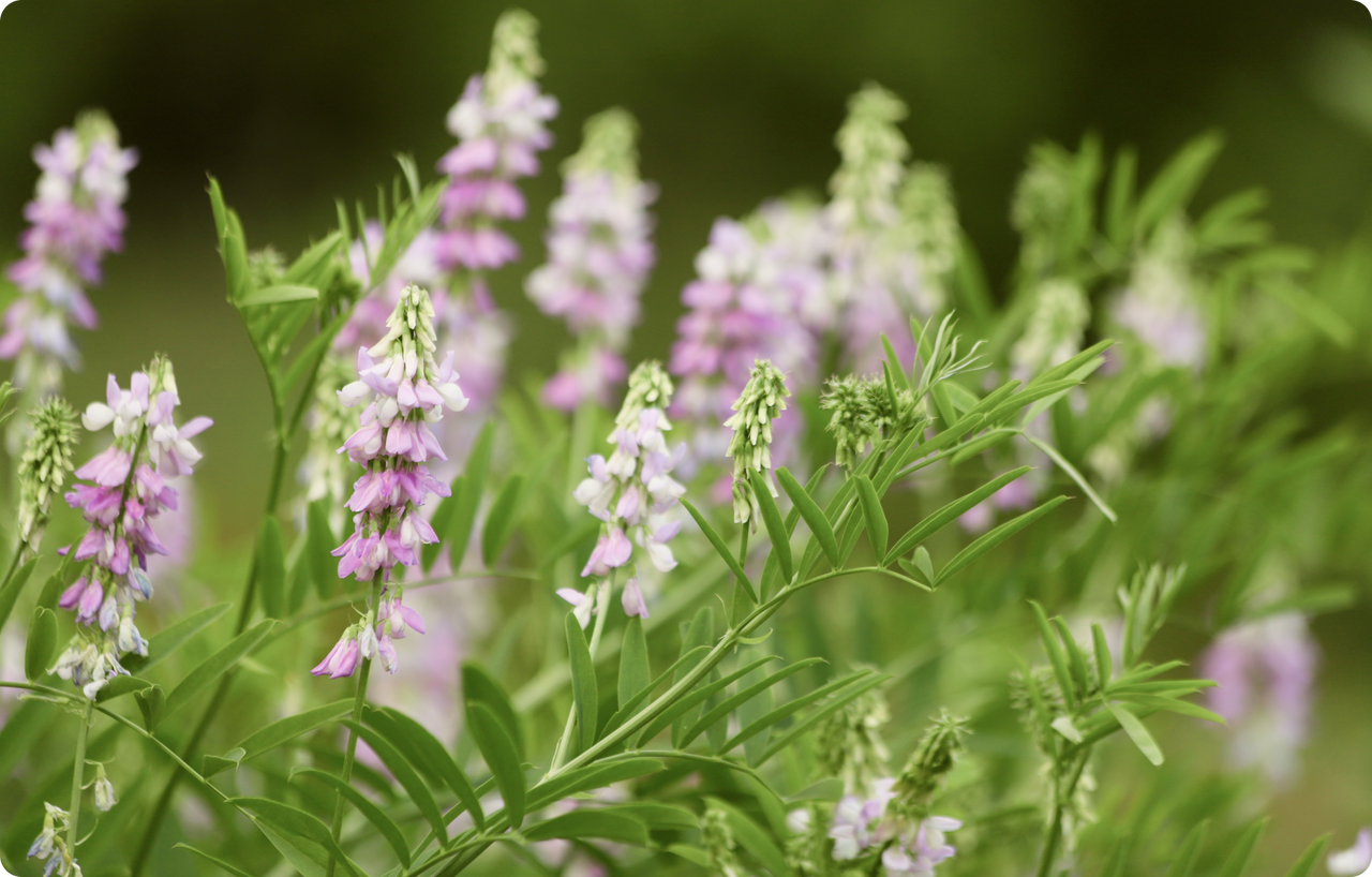 Buy Goat's Rue Supplement , 100 Capsules, 1200 Mg. | Herbamama