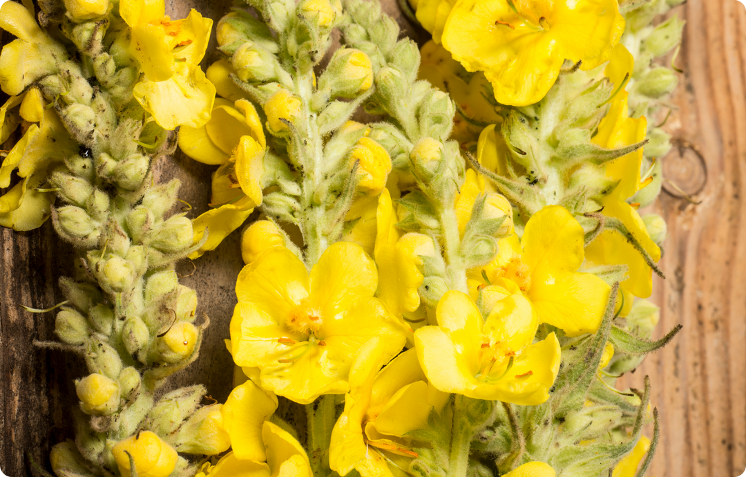 Mullein Leaf Extract Drops. Mullein Tincture, 4 Fl OZ | Herbamama