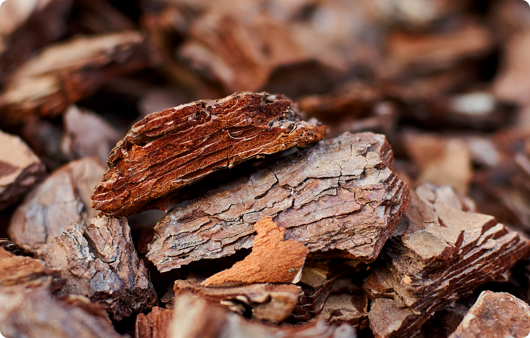 Pine Bark Gummies, 300 Mg. | Herbamama